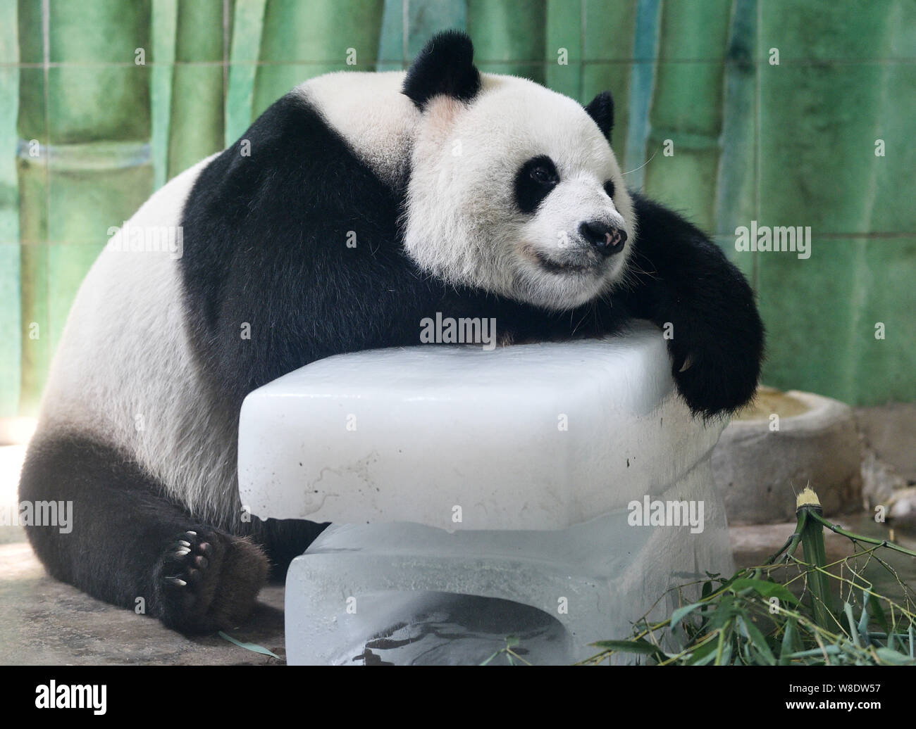 A giant panda lies on ice blocks to cool down at the Wuhan Zoo in Wuhan ...