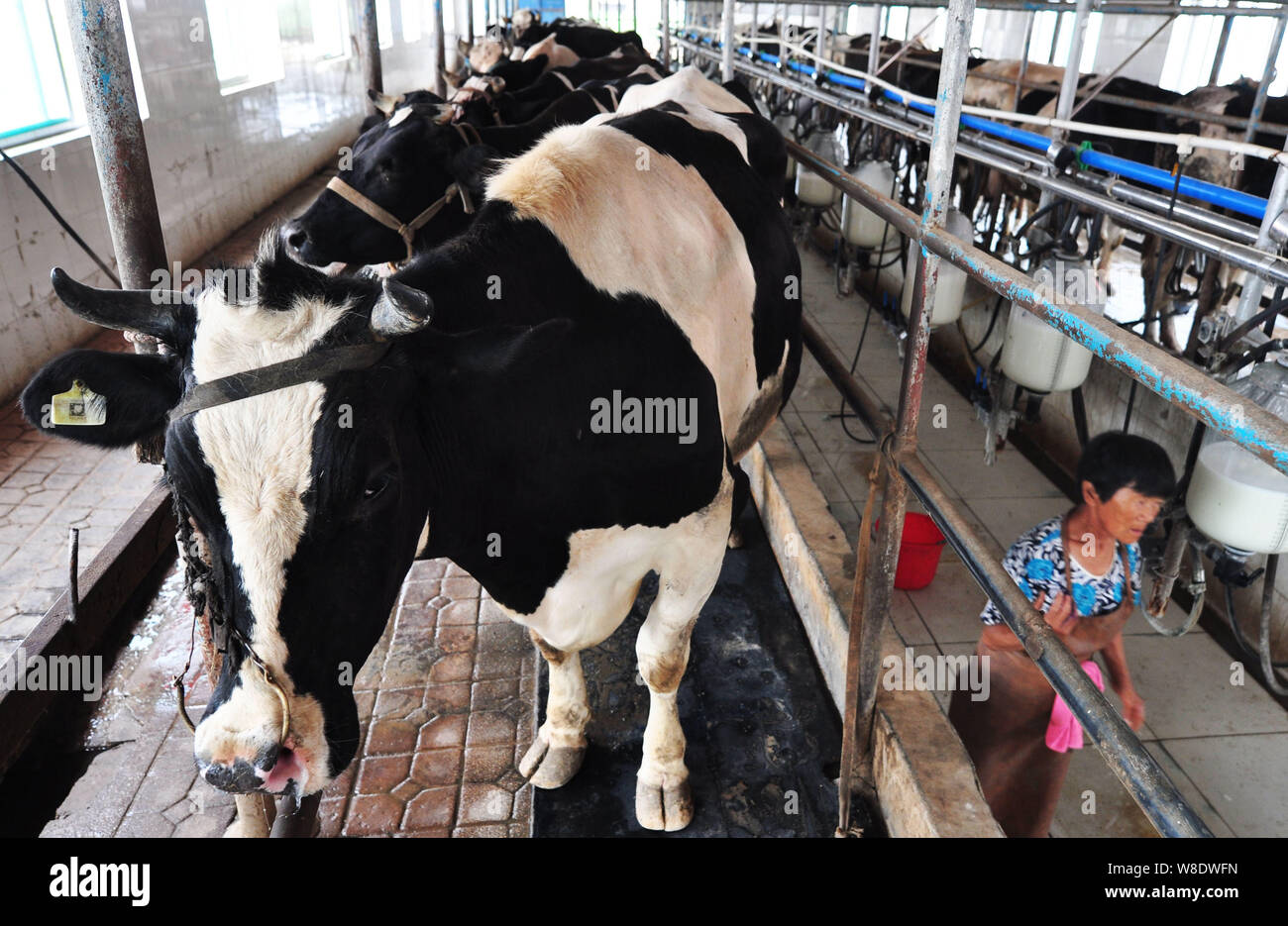 Chinese farmer cow hi-res stock photography and images - Alamy