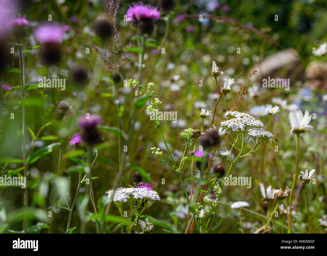 Back to Nature Garden by Catherine Duchess of Cambridge, Adam White ...