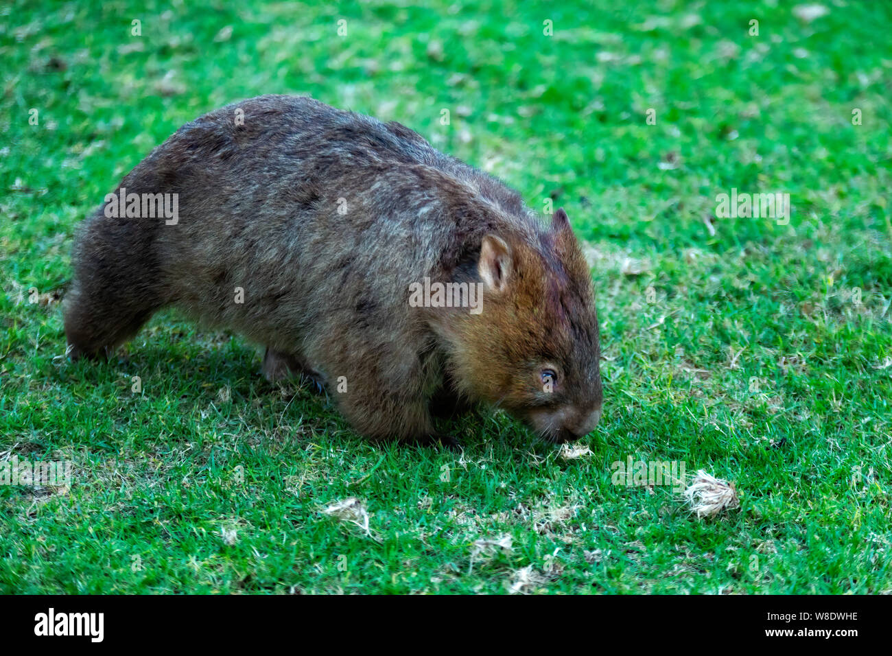 Funny wombat hi-res stock photography and images - Alamy