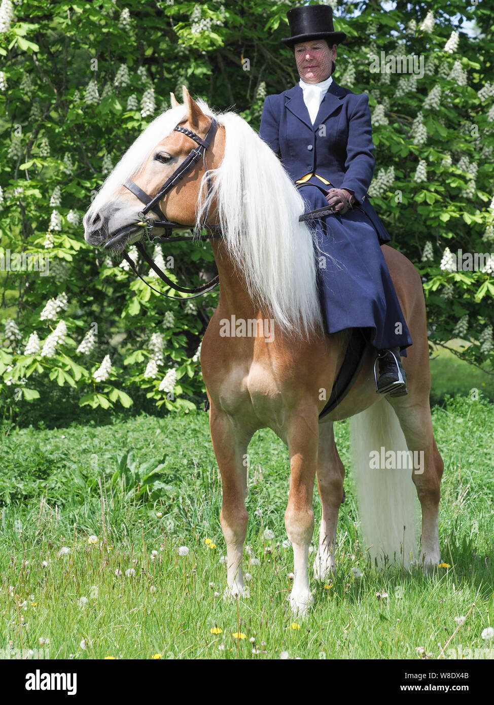 Victorian lady riding side saddle hi-res stock photography and images ...