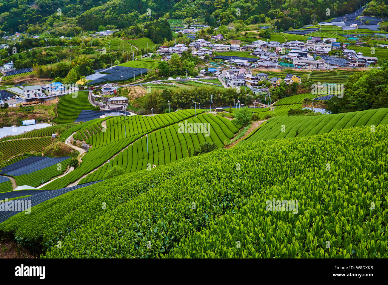 Japan, Honshu island, Kansai region, Uji, tea field for Sencha, Gyokuro ...