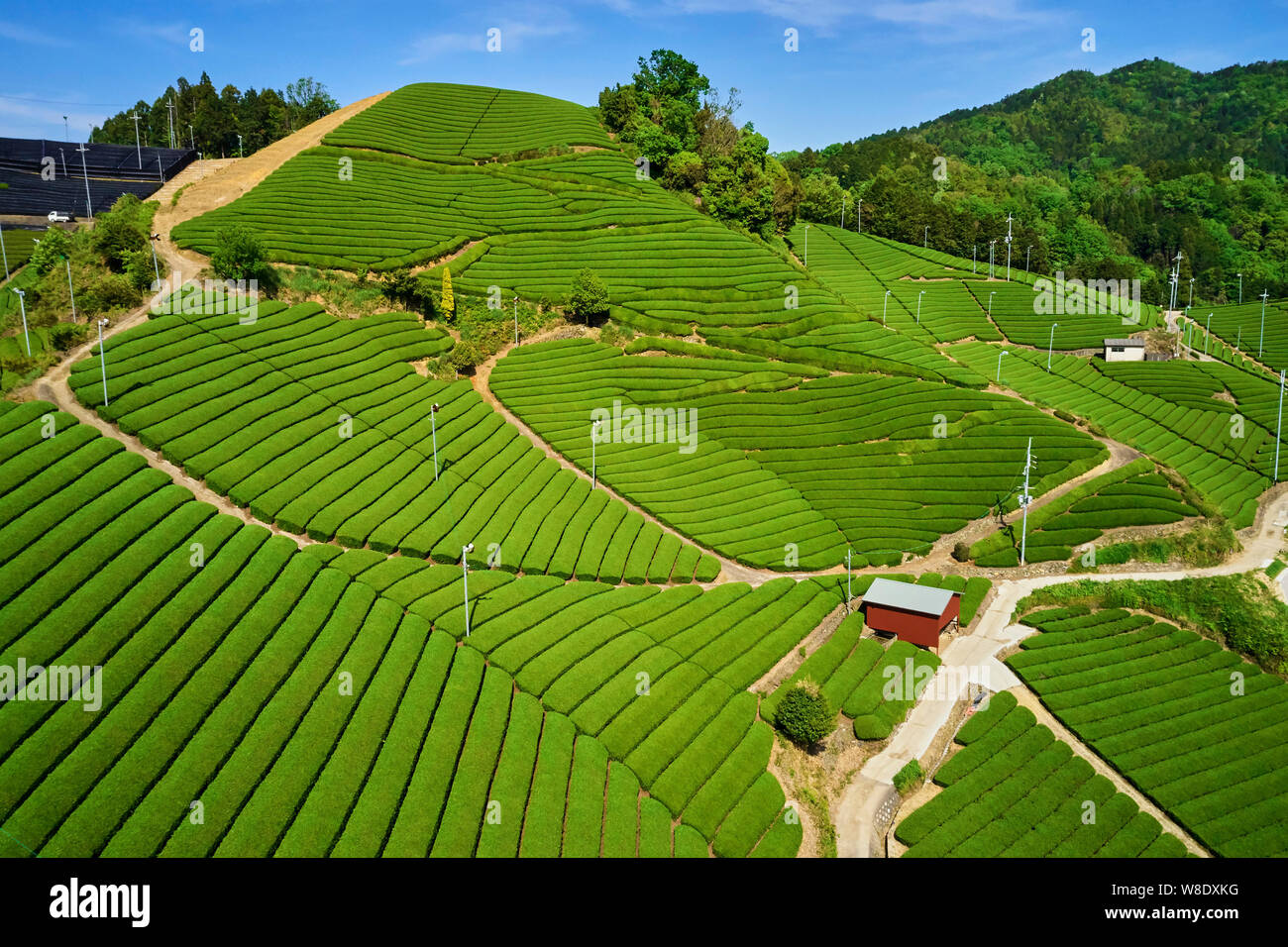 Japan, Honshu island, Kansai region, Uji, tea field for Sencha, Gyokuro ...