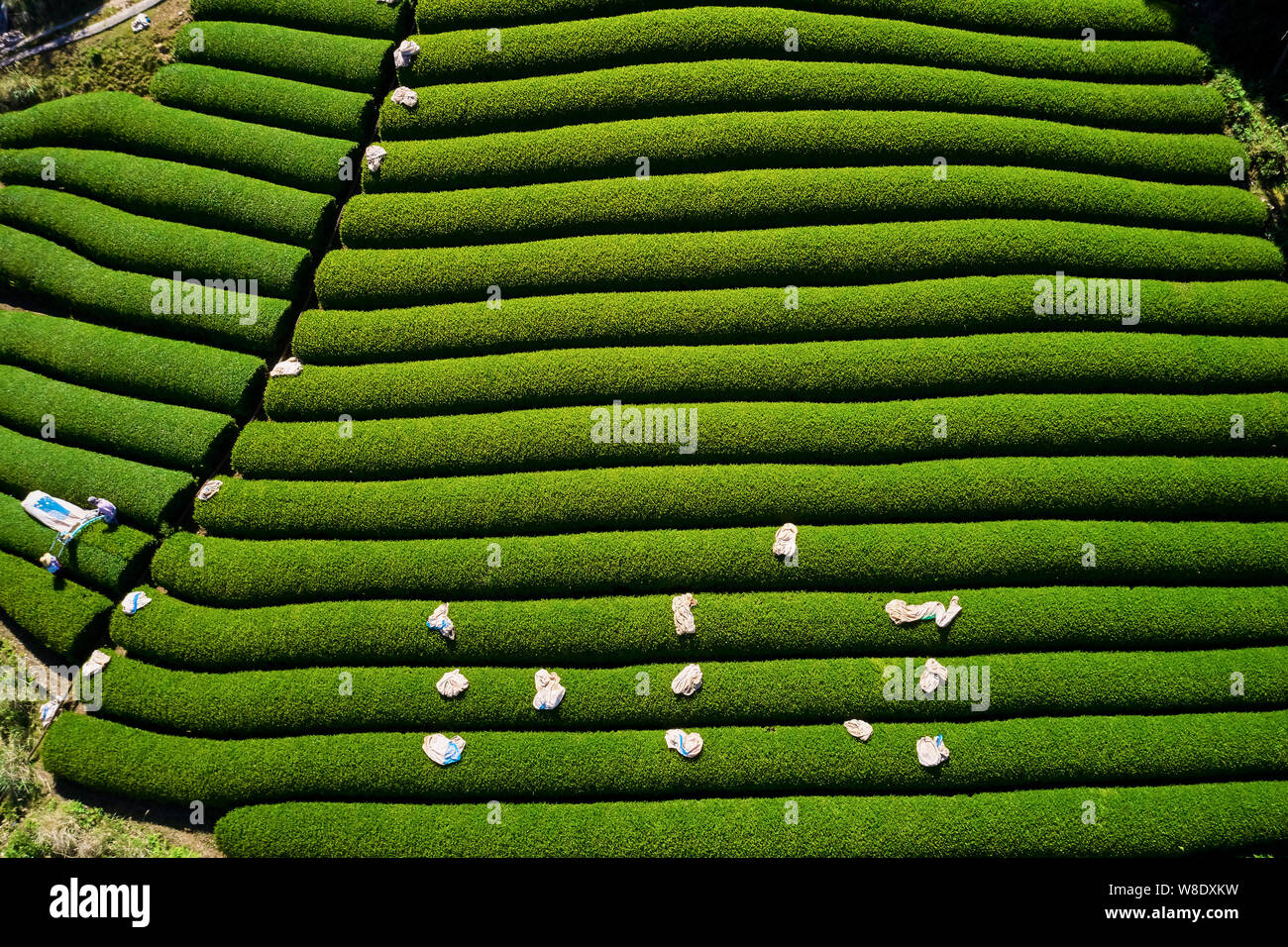 Japan, Honshu island, Kansai region, Uji, tea field for Sencha, Gyokuro ...