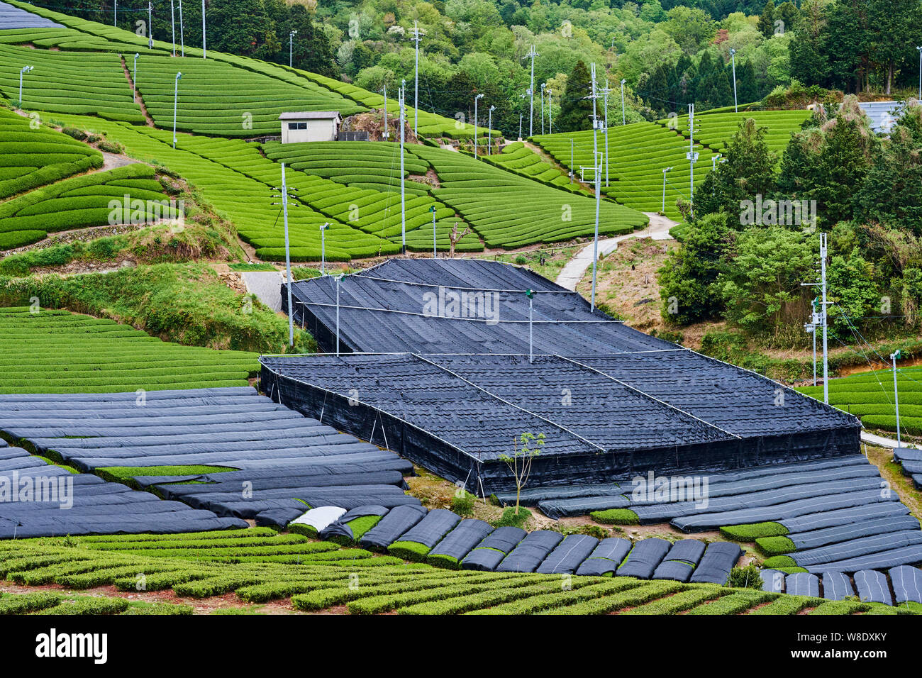 Japan, Honshu island, Kansai region, Uji, tea field for Sencha, Gyokuro ...