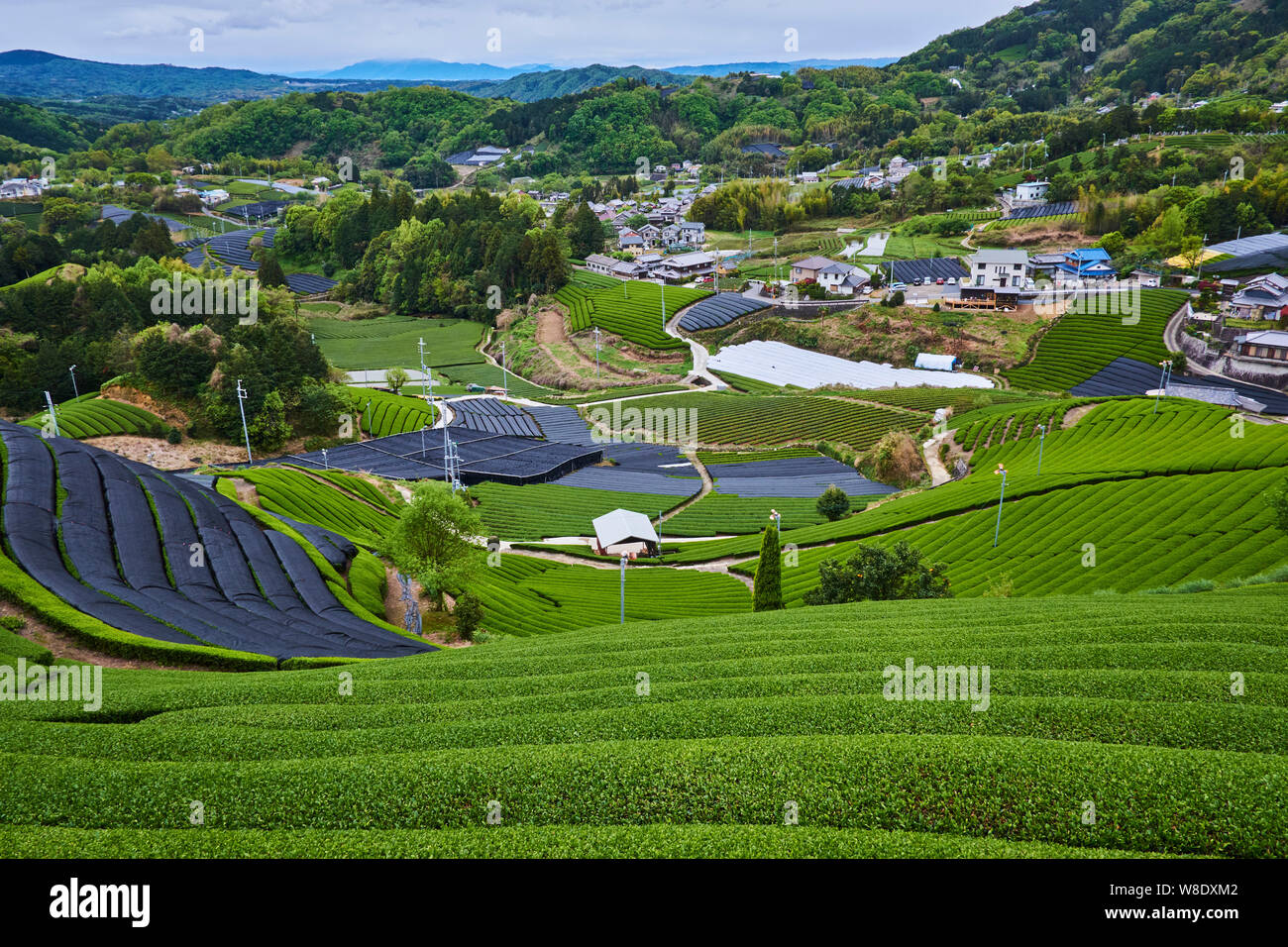 Japan, Honshu island, Kansai region, Uji, tea field for Sencha, Gyokuro ...