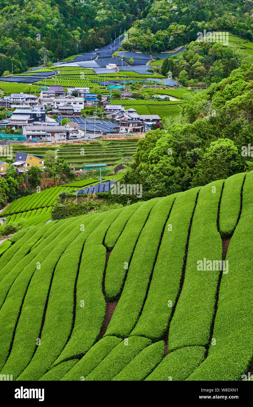 Japan, Honshu island, Kansai region, Uji, tea field for Sencha, Gyokuro ...