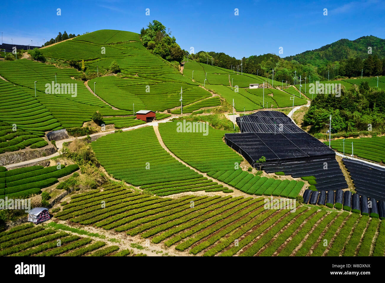 Japan, Honshu island, Kansai region, Uji, tea field for Sencha, Gyokuro ...
