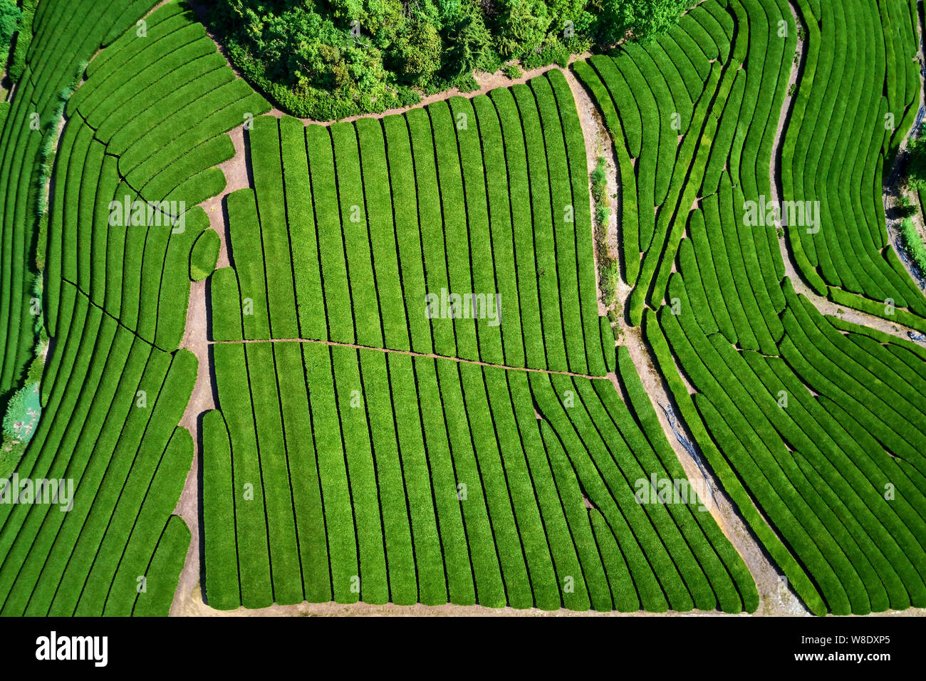 Japan, Honshu island, Kansai region, Uji, tea field for Sencha, Gyokuro ...