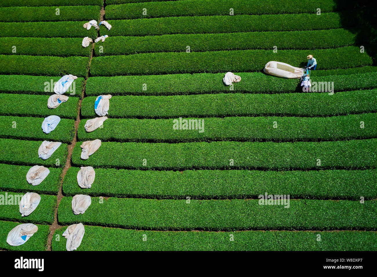 Japan, Honshu island, Kansai region, Uji, tea field for Sencha, Gyokuro ...