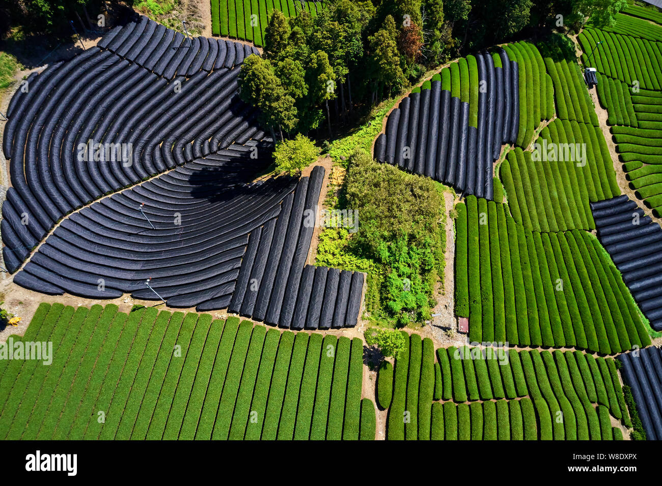 Japan, Honshu island, Kansai region, Uji, tea field for Sencha, Gyokuro ...