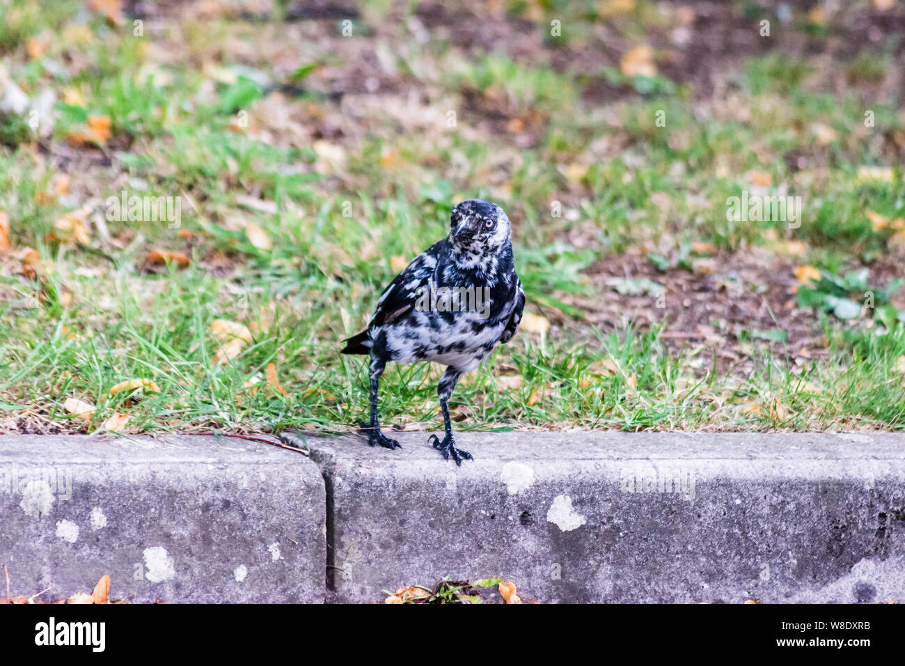 Pied jackdaw hi-res stock photography and images - Alamy