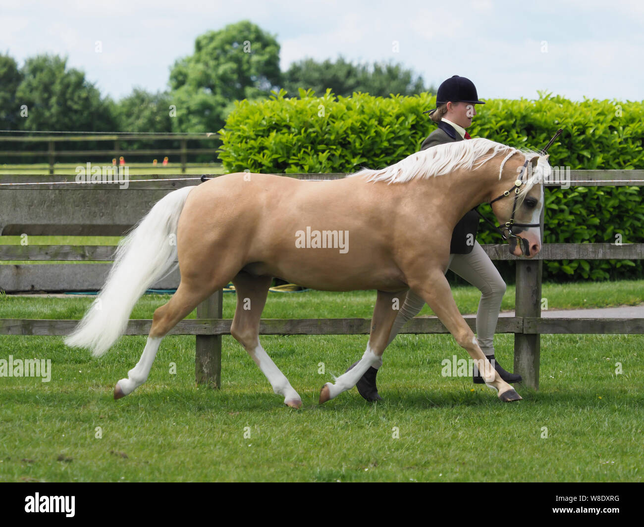Trotted hi-res stock photography and images - Alamy