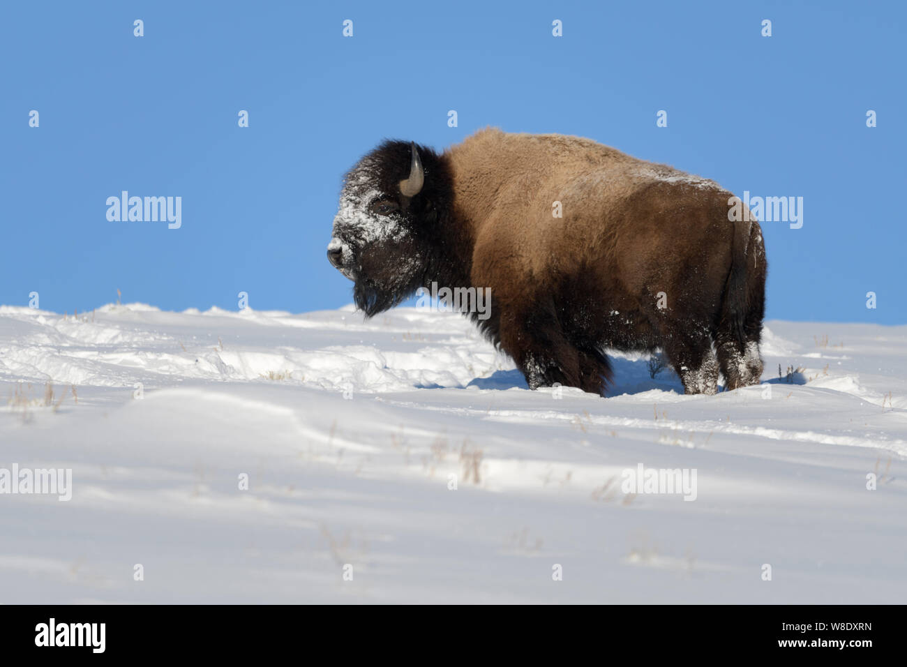 American bison / Amerikanischer Bison ( Bison bison ) in winter ...