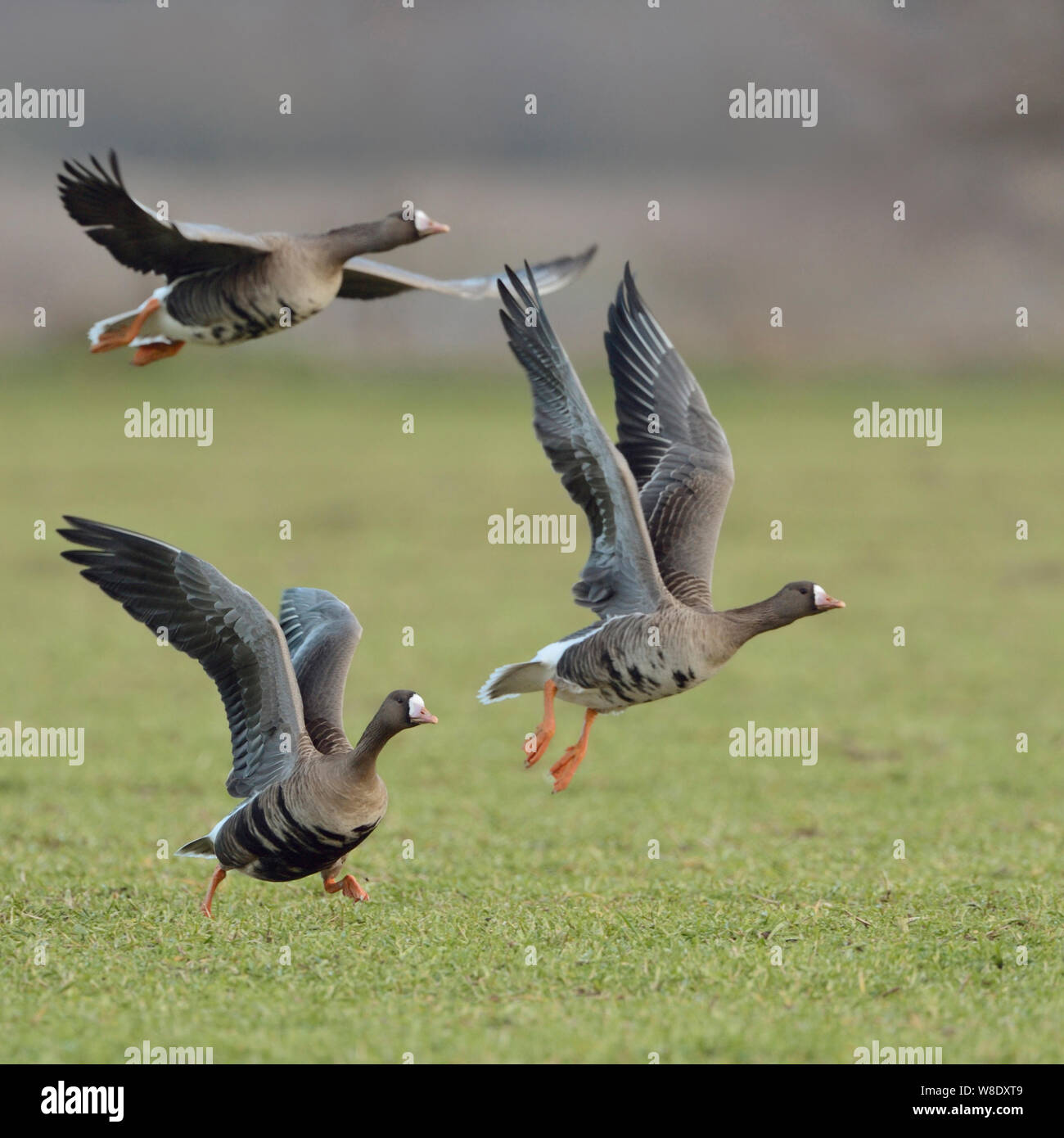 Flock geese on ground feeding hi-res stock photography and images - Alamy