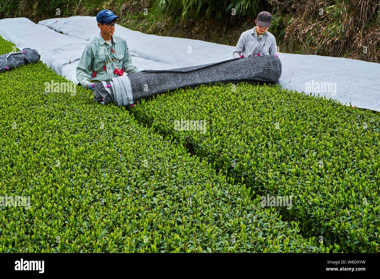 Japan, Honshu island, Kansai region, Uji, tea field for Sencha, Gyokuro ...