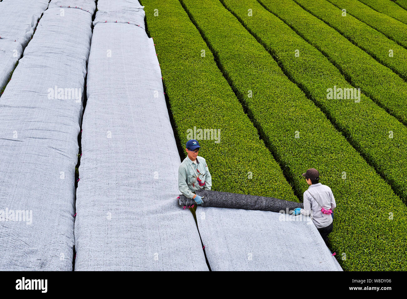 Japan, Honshu island, Kansai region, Uji, tea field for Sencha, Gyokuro ...