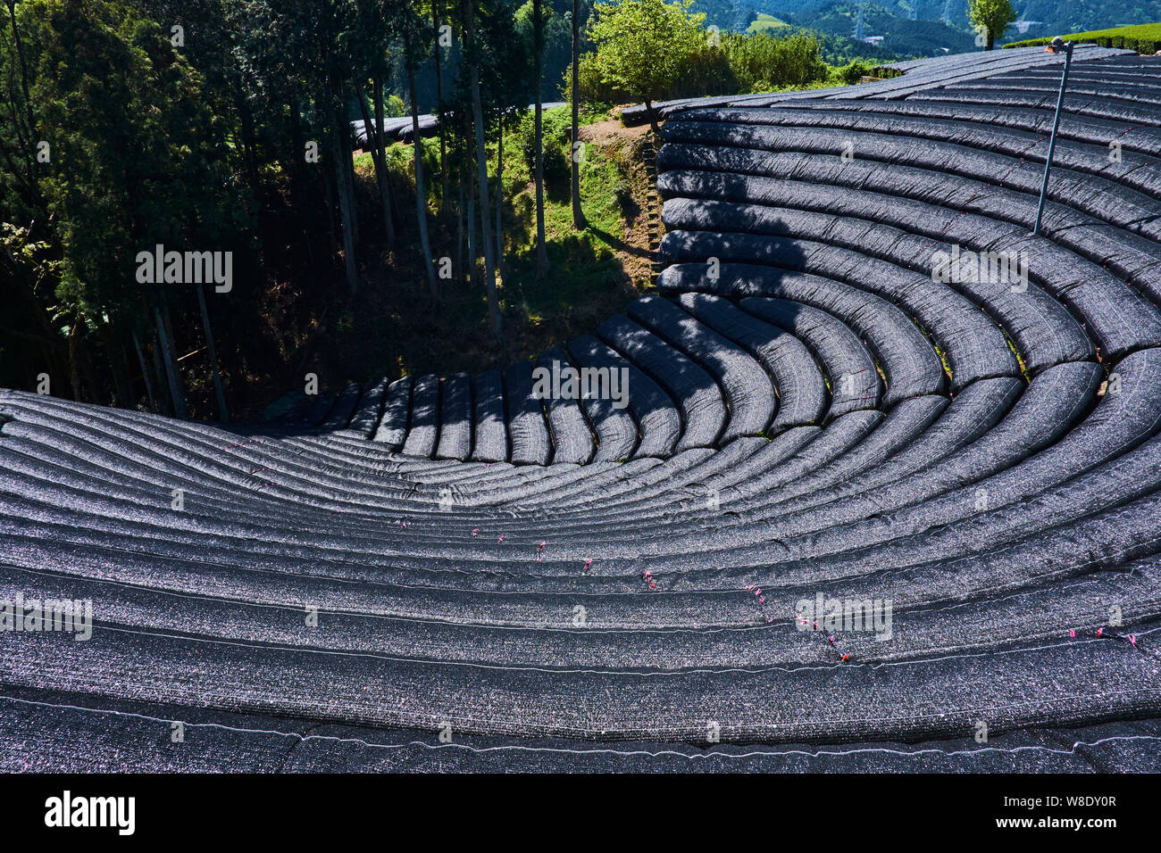 Japan, Honshu island, Kansai region, Uji, tea field for Sencha, Gyokuro ...