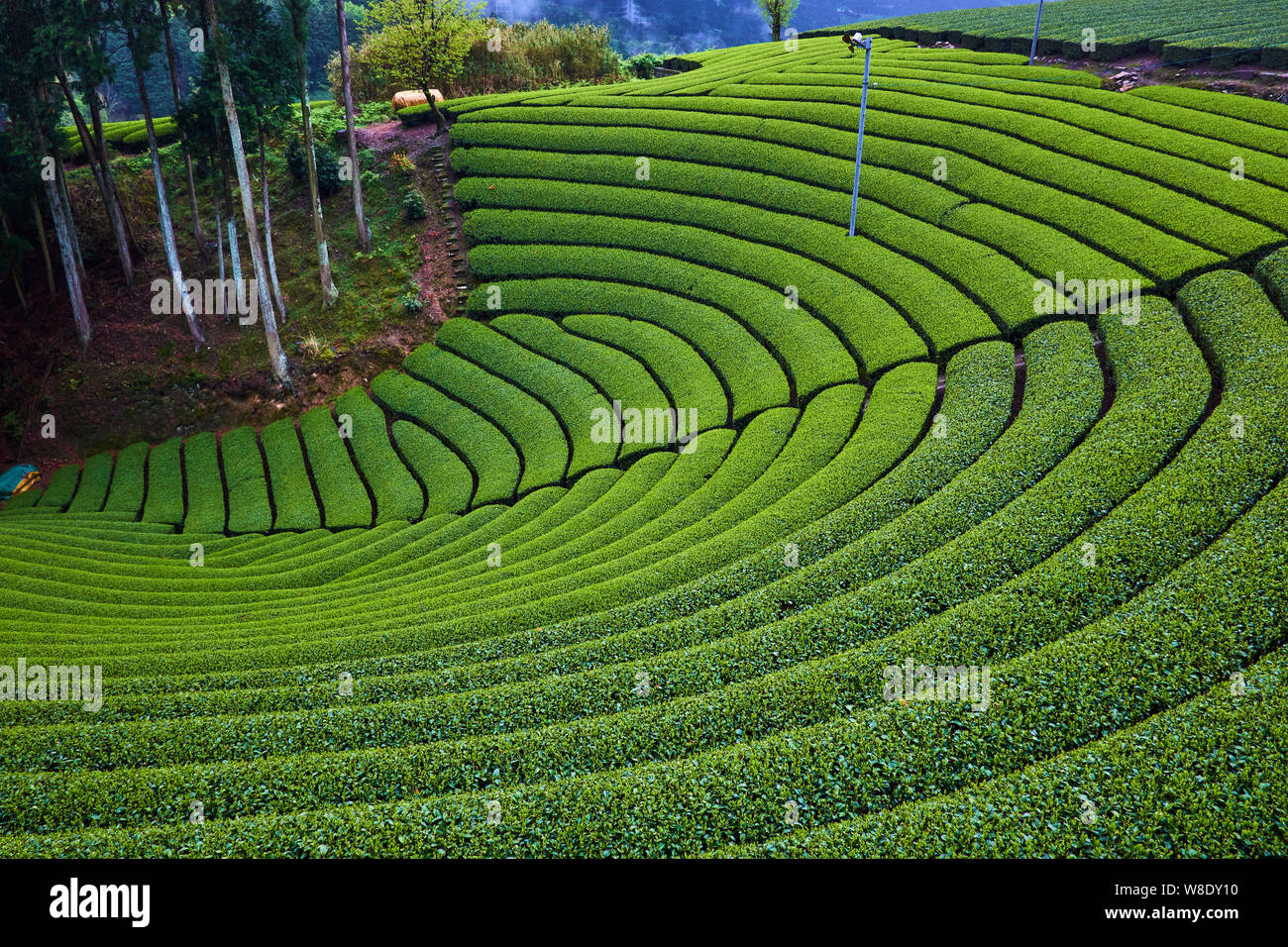 Japan, Honshu island, Kansai region, Uji, tea field for Sencha, Gyokuro ...