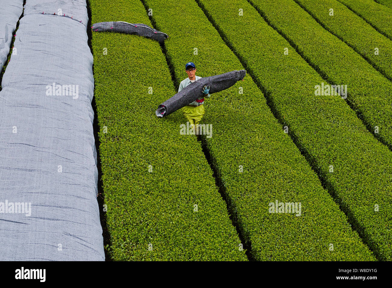 Japan, Honshu island, Kansai region, Uji, tea field for Sencha, Gyokuro ...