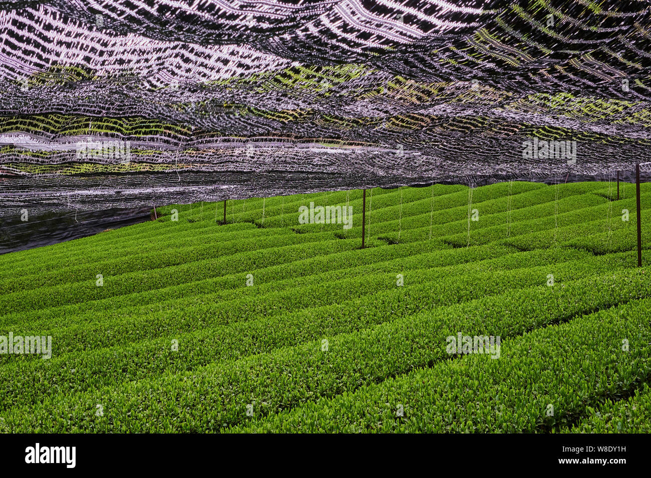 Japan, Honshu island, Kansai region, Uji, tea field for Sencha, Gyokuro ...