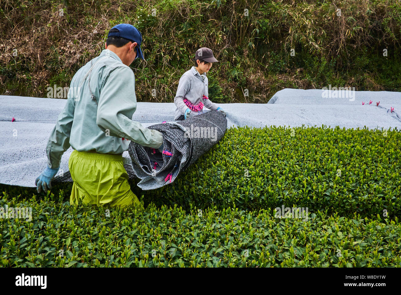 Japan, Honshu island, Kansai region, Uji, tea field for Sencha, Gyokuro ...