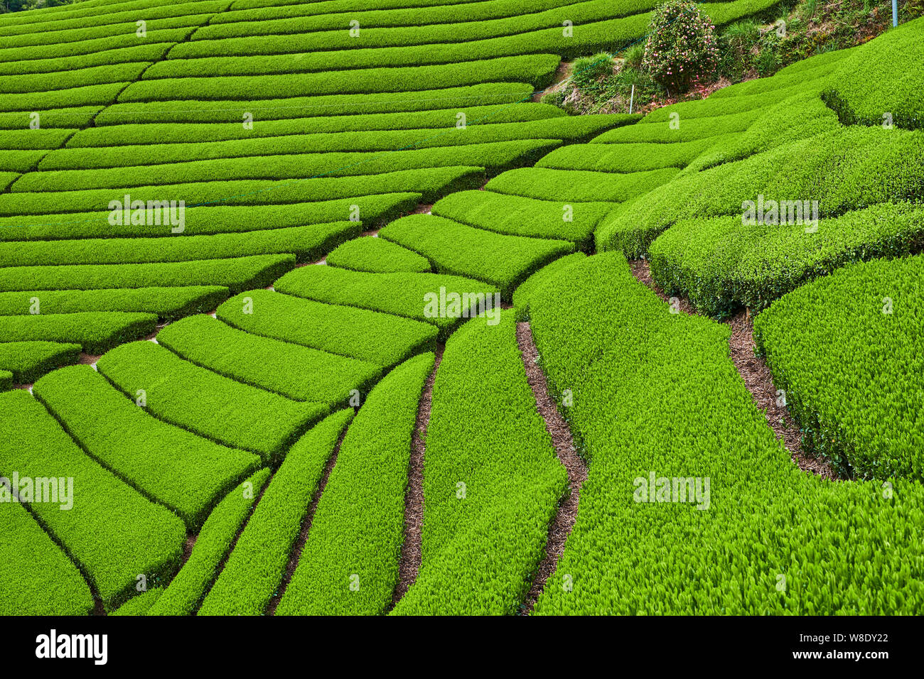 Japan, Honshu island, Kansai region, Uji, tea field for Sencha, Gyokuro ...