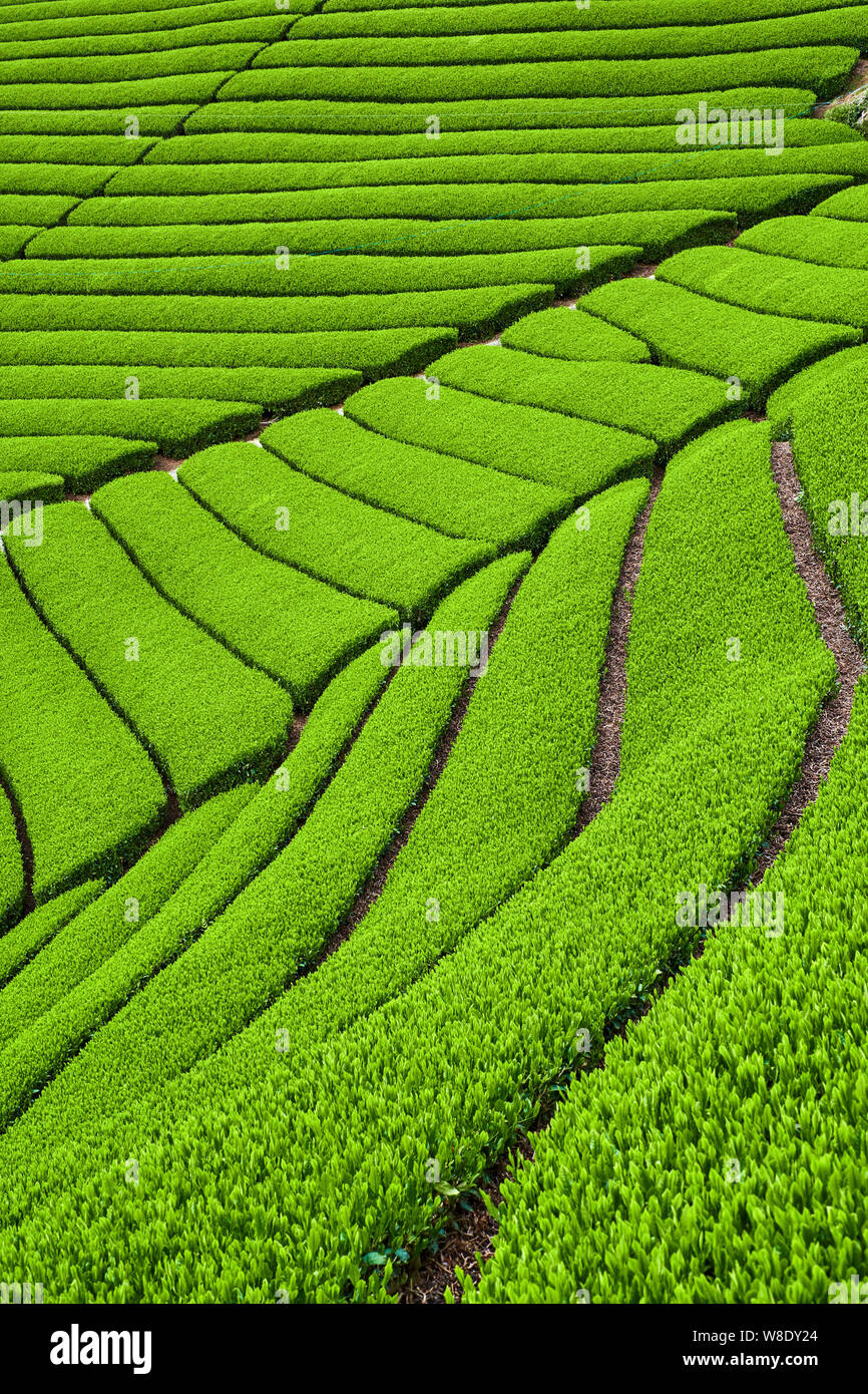 Japan, Honshu island, Kansai region, Uji, tea field for Sencha, Gyokuro ...