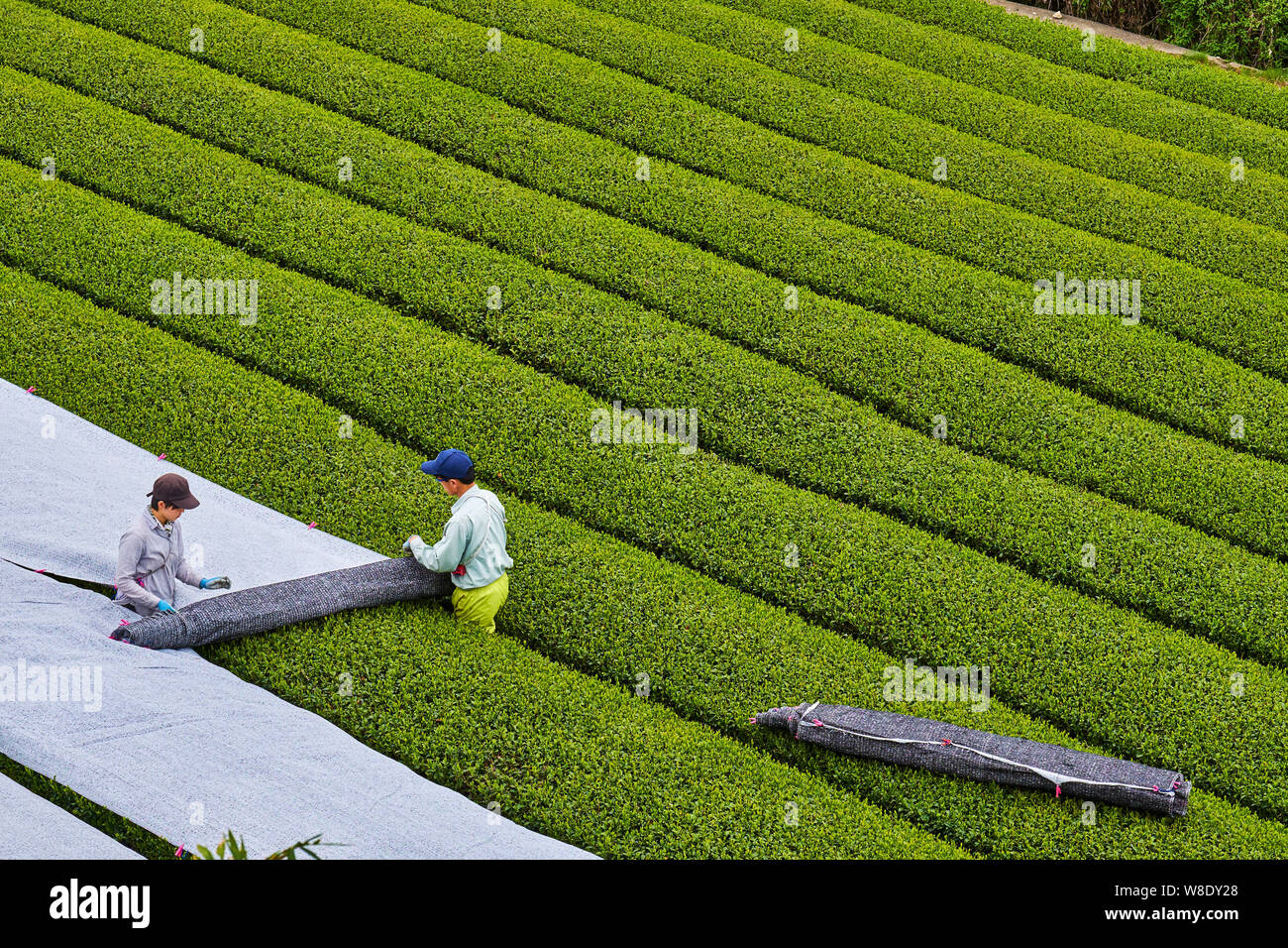 Japan, Honshu island, Kansai region, Uji, tea field for Sencha, Gyokuro ...