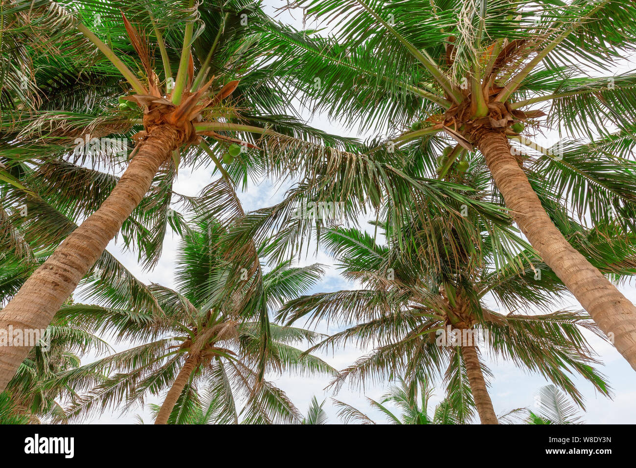 Coconut tree, view from below With a sky as the background Stock Photo ...