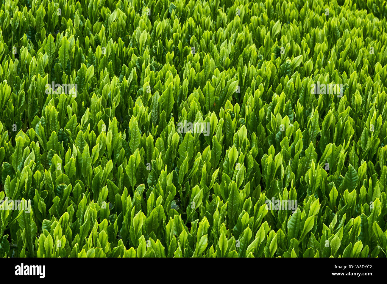 Japan, Honshu island, Kansai region, Uji, tea field for Sencha, Gyokuro ...