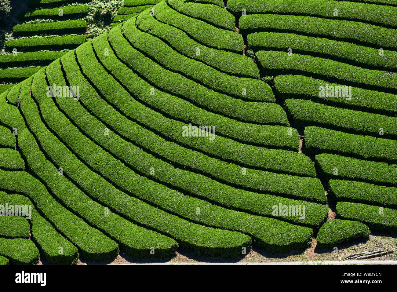 Japan, Honshu island, Kansai region, Uji, tea field for Sencha, Gyokuro ...