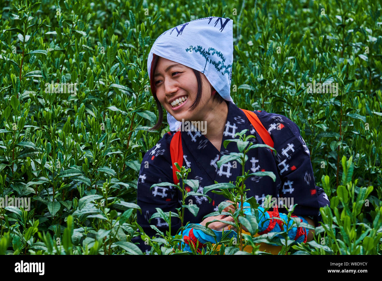 Japan, Honshu island, Kansai region, Uji, festival for the spring first ...
