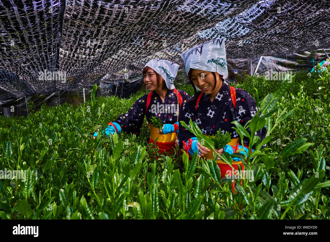 Japan, Honshu island, Kansai region, Uji, festival for the spring first ...
