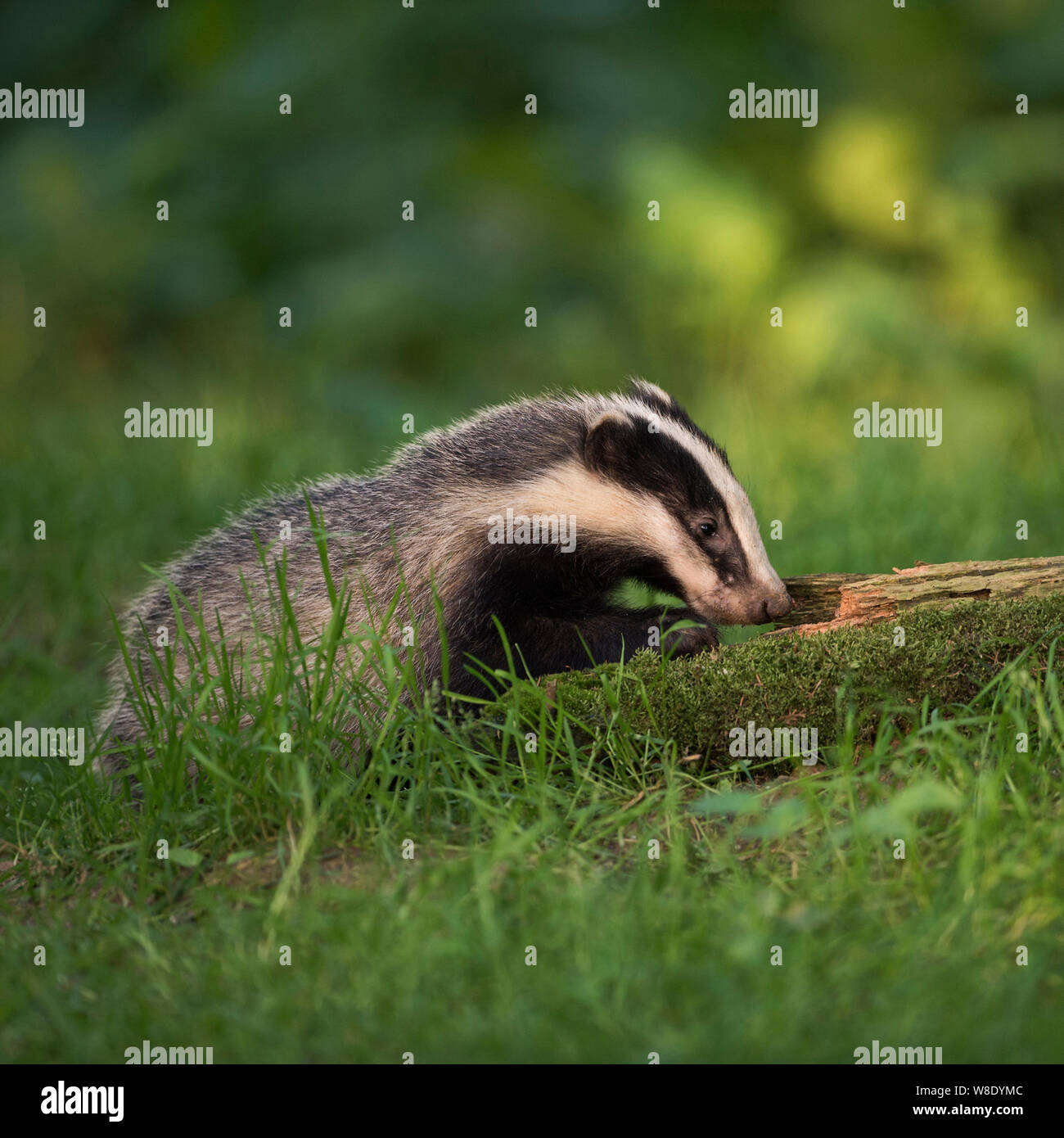 European Badger / Europaeischer Dachs ( Meles meles ), curious playful ...