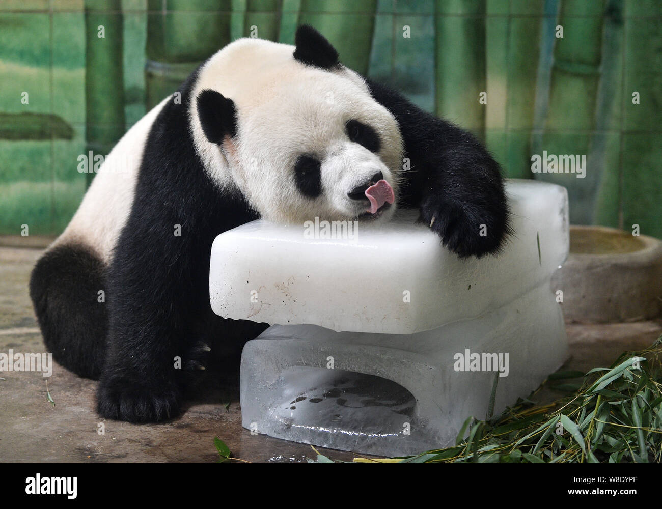 A giant panda lies on ice blocks to cool down at the Wuhan Zoo in Wuhan ...