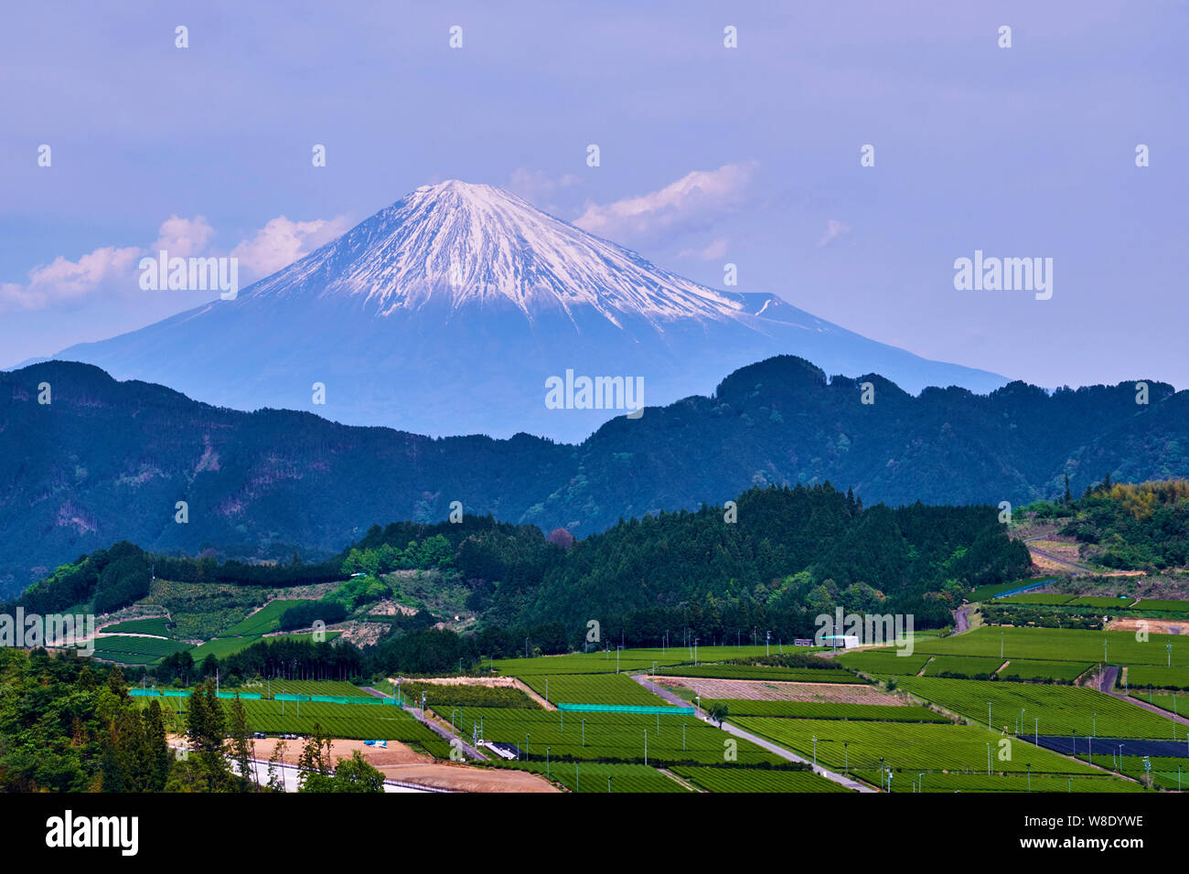 Japan, Honshu, Shizuoka, tea fields and Mount Fuji Stock Photo - Alamy