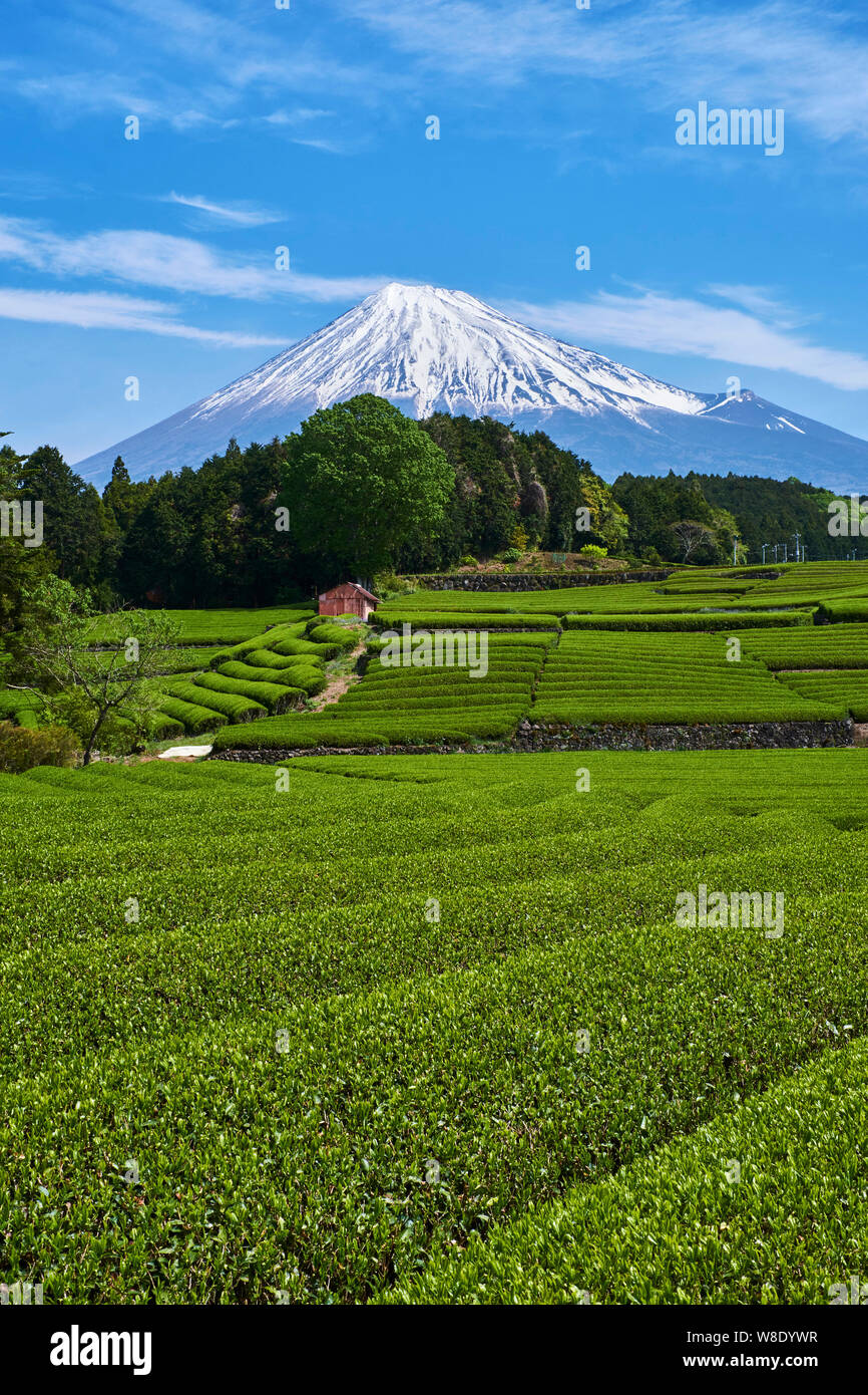 Japanese mountain tea hi-res stock photography and images - Alamy