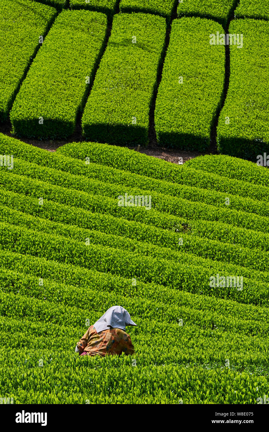 Japan, Honshu, Shizuoka, tea fields Stock Photo - Alamy