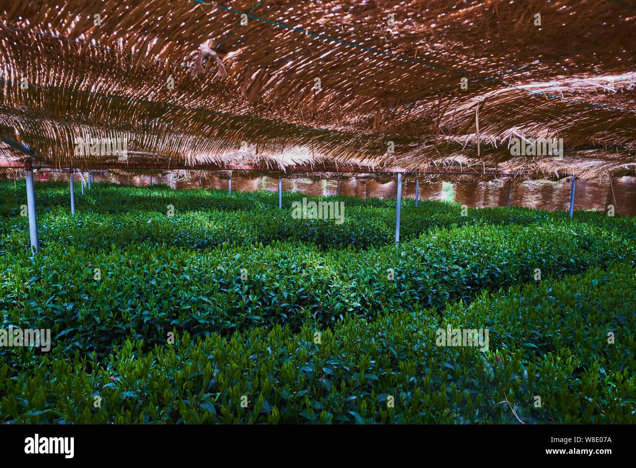 Japan, Honshu, Shizuoka, covered tea fields Stock Photo - Alamy
