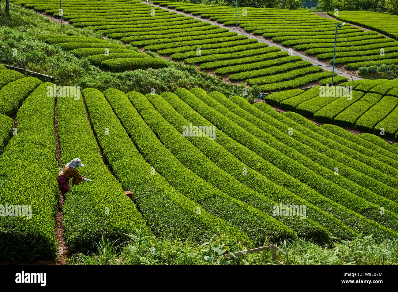 Japan, Honshu, Shizuoka, tea fields Stock Photo - Alamy