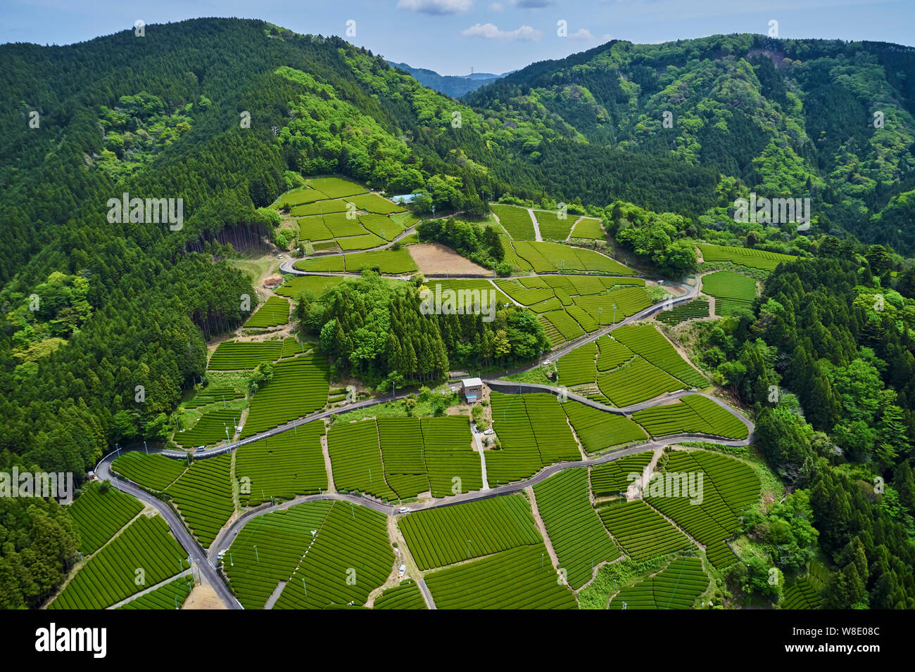 Japan, Honshu, Shizuoka, tea fields Stock Photo - Alamy