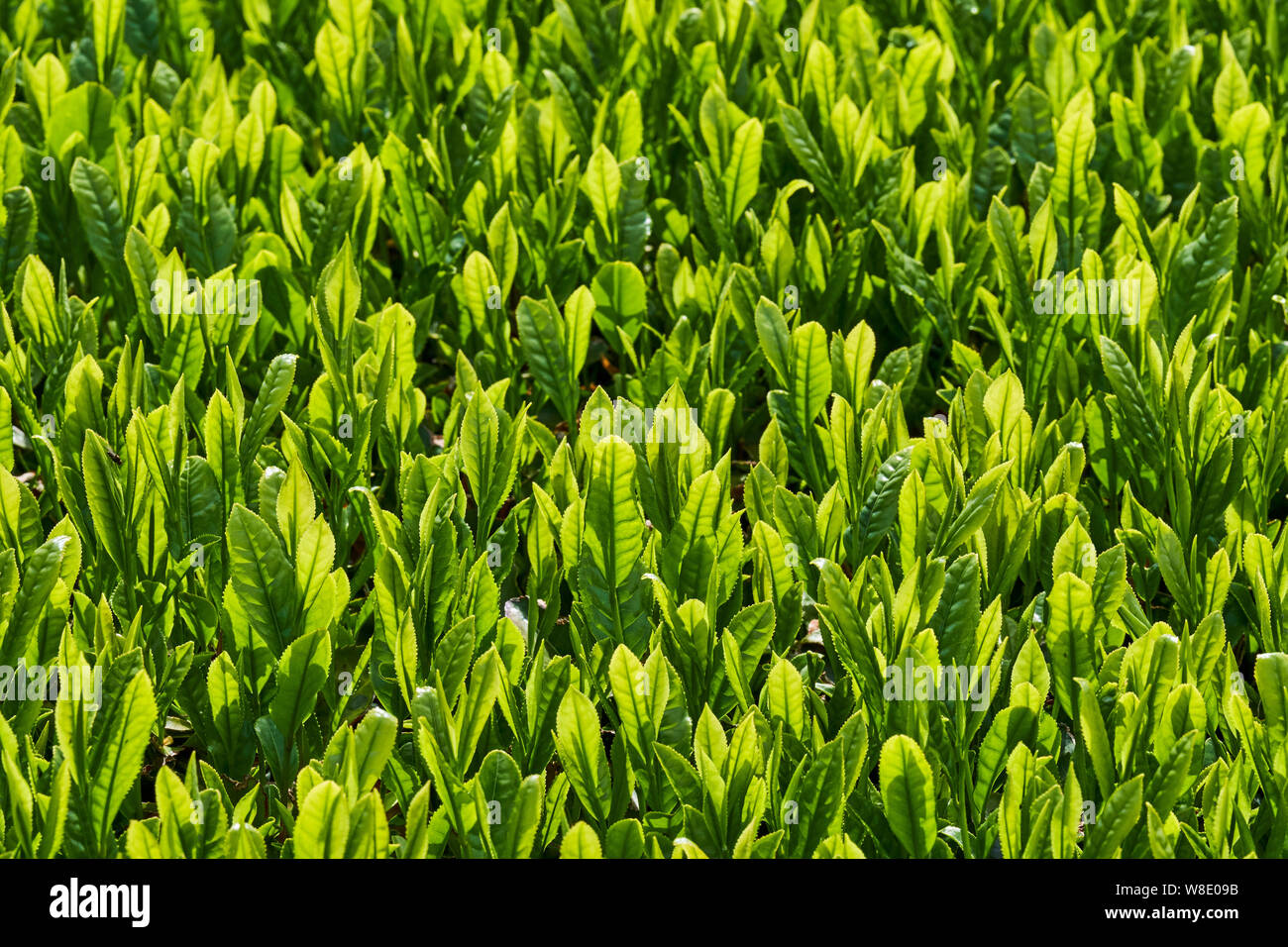 Japan, Honshu, Shizuoka, tea fields Stock Photo - Alamy