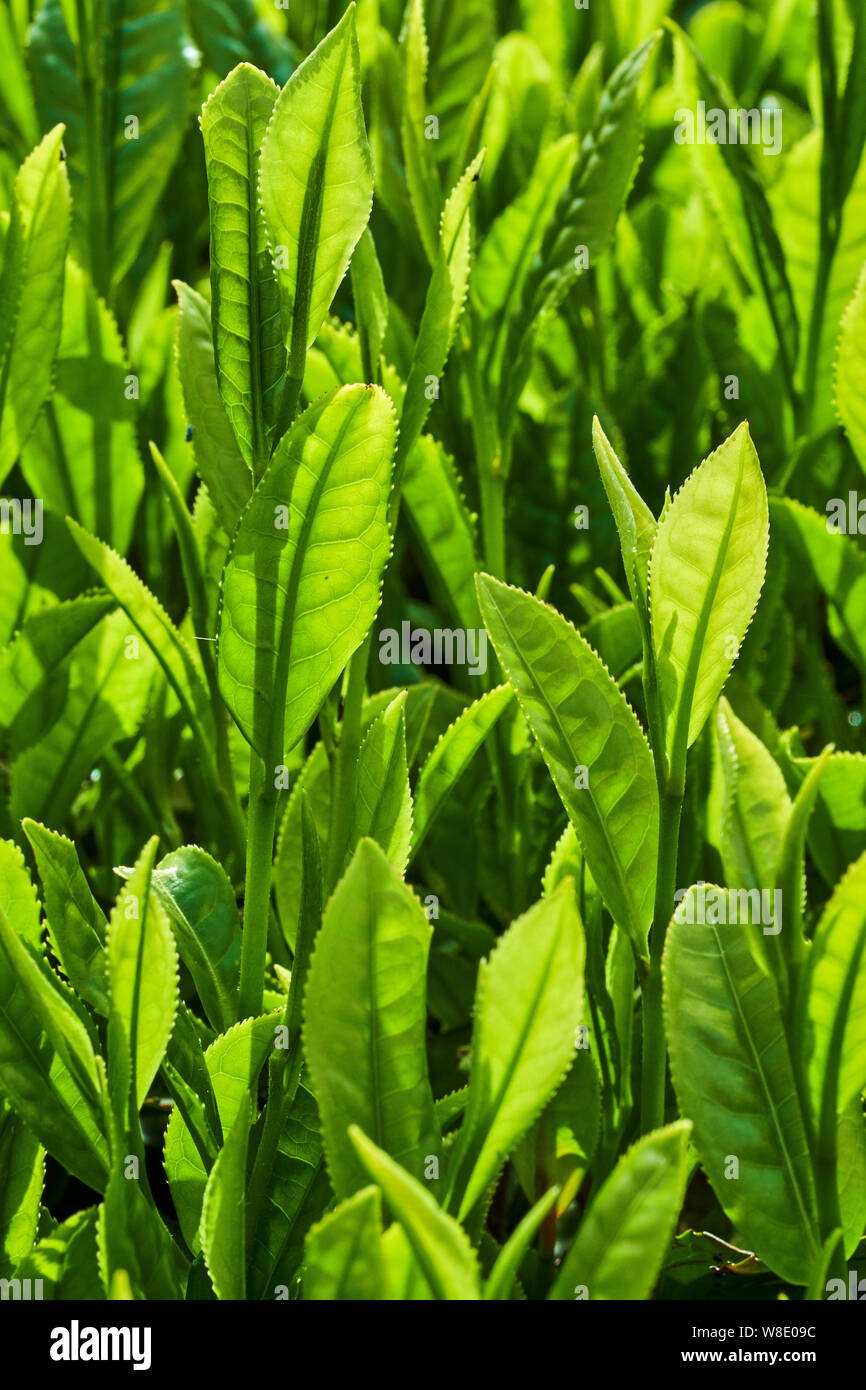 Japan, Honshu, Shizuoka, tea fields Stock Photo - Alamy