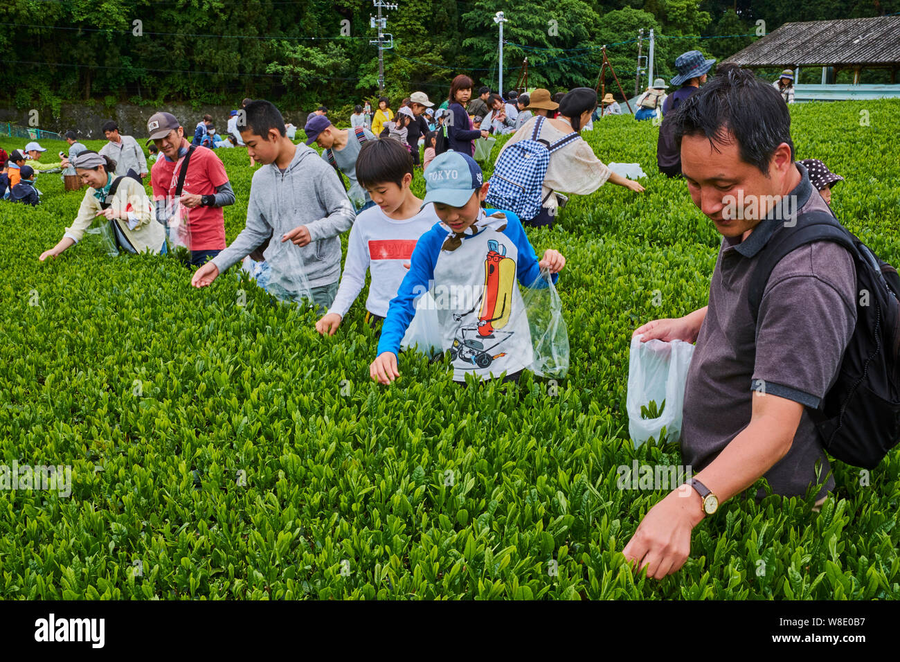Japan, Honshu, Shizuoka, tea fields, tea picking festival Stock Photo ...