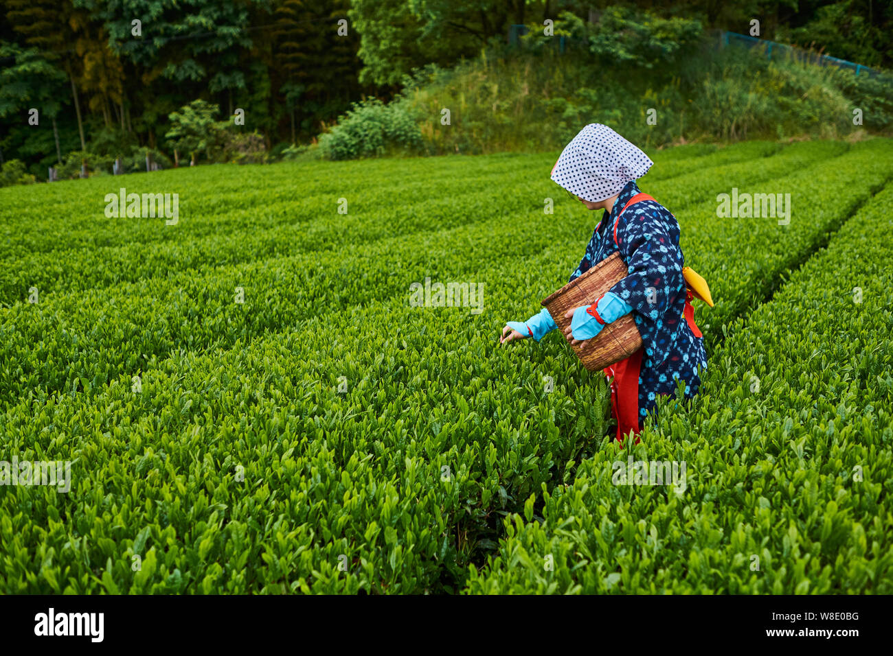 Japanese Matcha Tea High Resolution Stock Photography and Images - Alamy