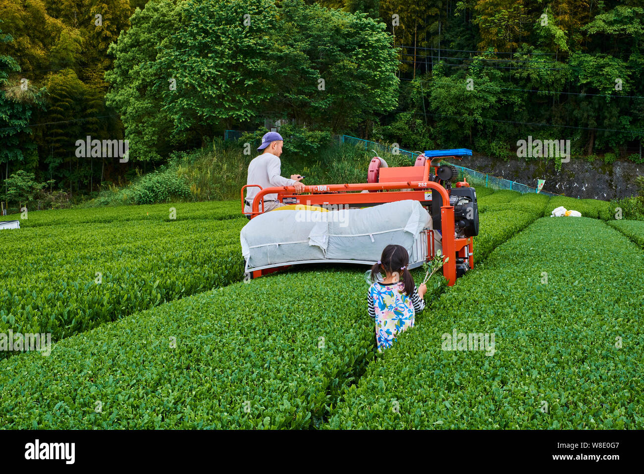 Japan, Honshu, Shizuoka, tea fields, tea picking Stock Photo - Alamy