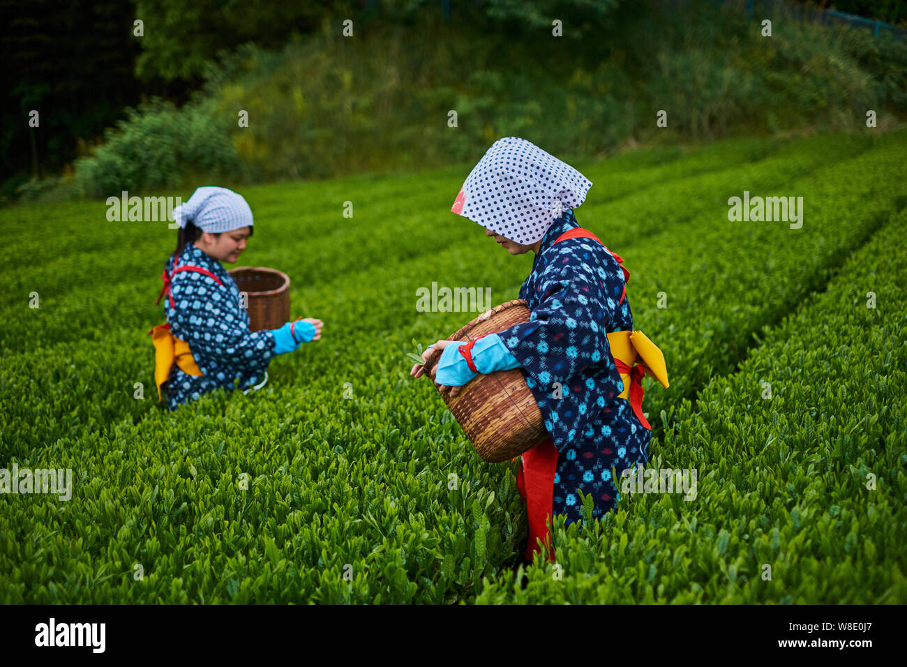 Japanese Matcha Tea High Resolution Stock Photography and Images - Alamy