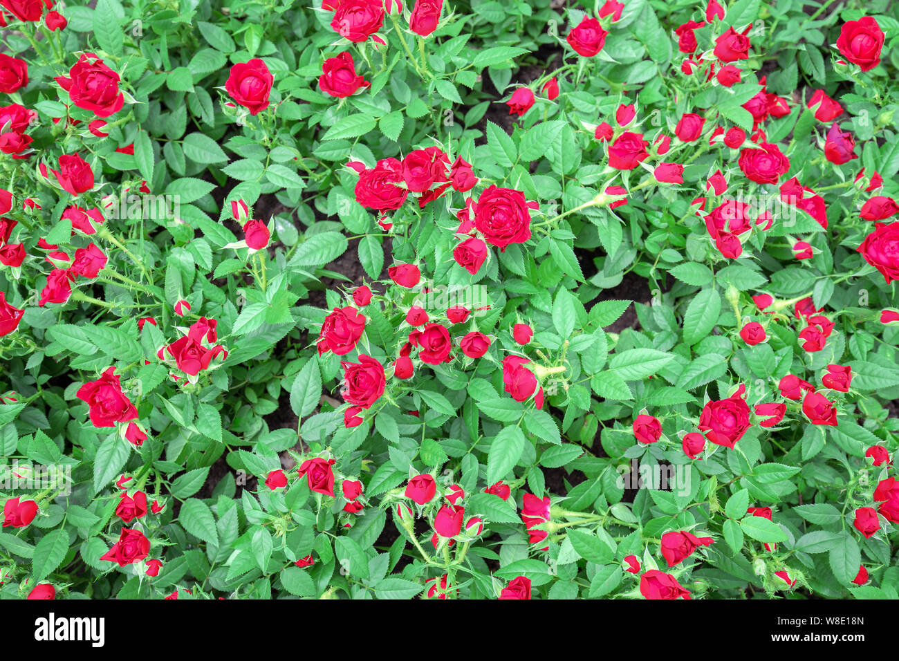 The red rose has a green leaf background Stock Photo - Alamy