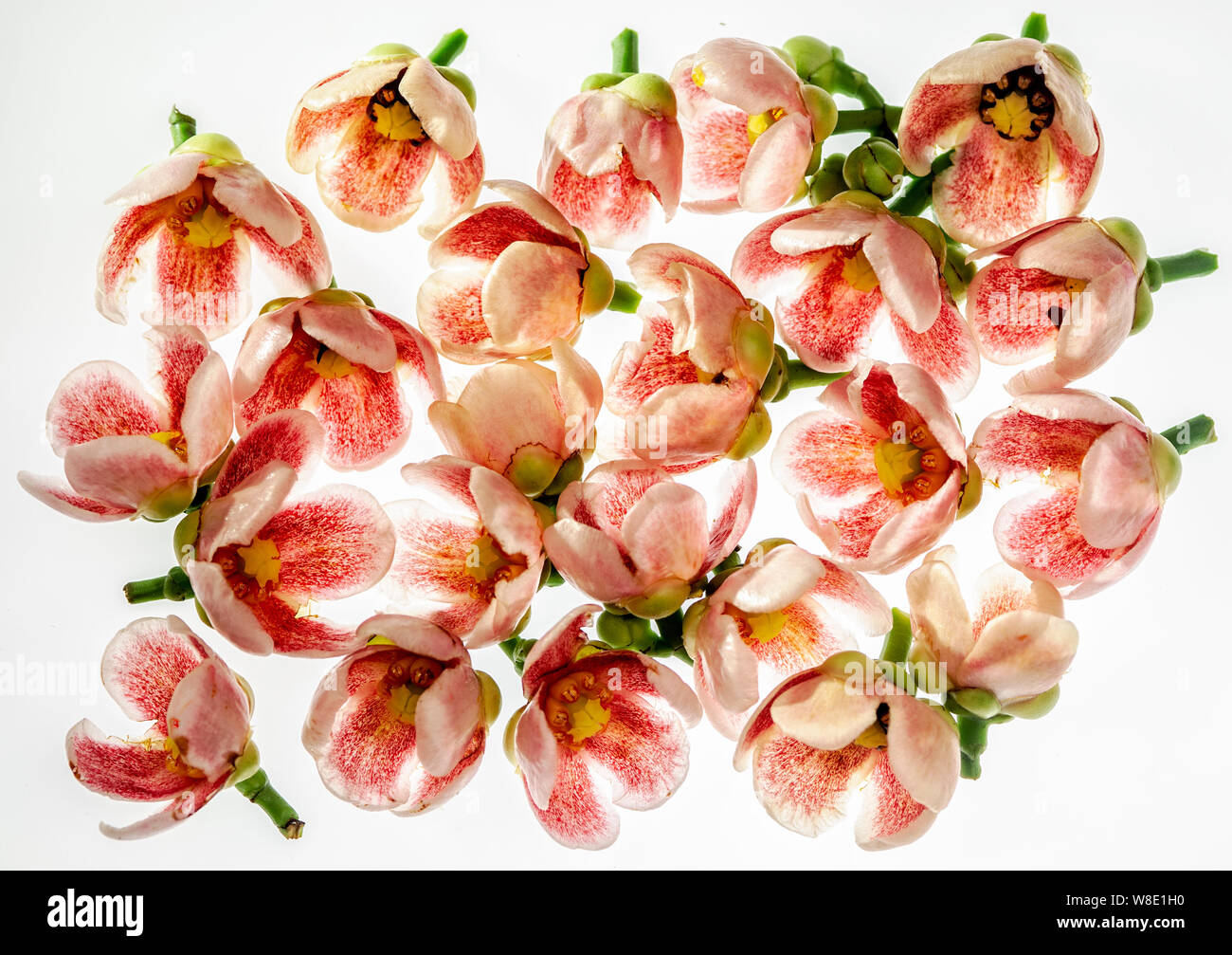 Coral orange flower white background Stock Photo - Alamy